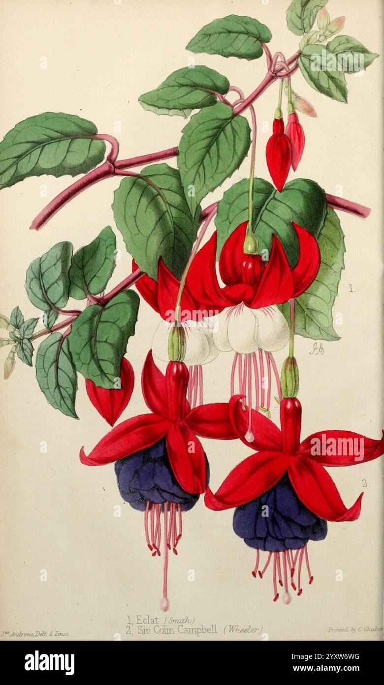 Deep purple corolla hi-res stock photography and images - Alamy