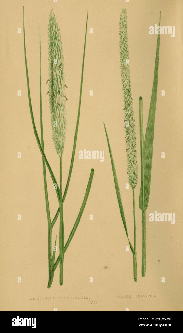 A natural history of British grasses, London, Groombridge, 1858, Great ...