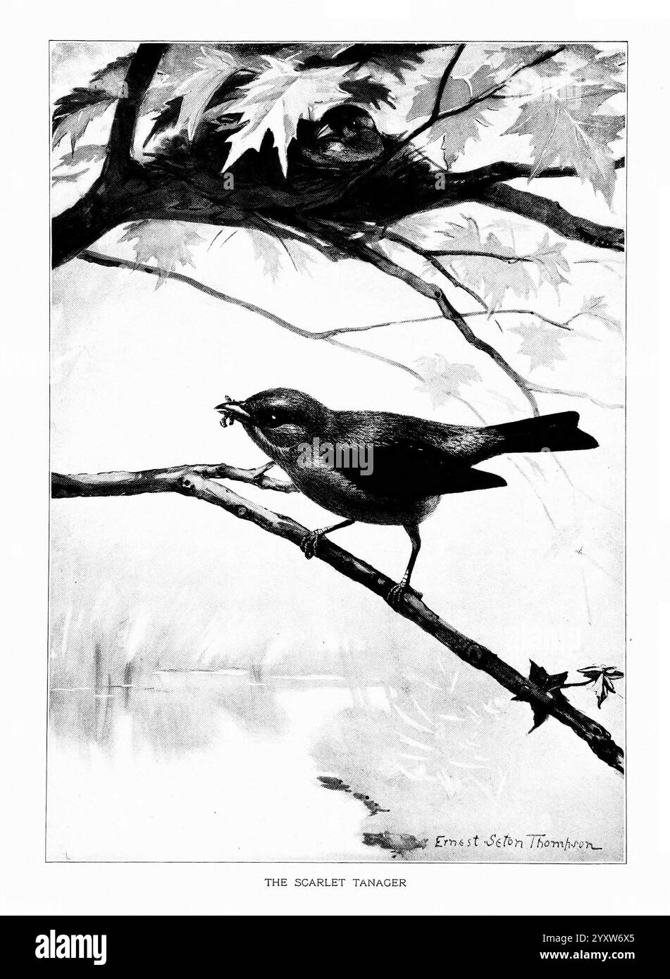 Bird portraits, Boston, Ginn & Company, 1901, birds, Piranga olivacea ...