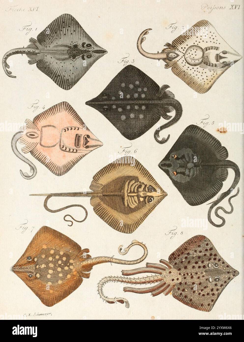 Creatures fin structure hi-res stock photography and images - Alamy