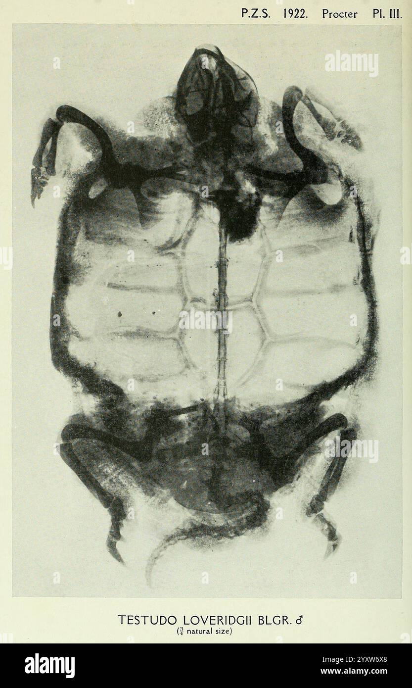 Anatomical studies in herpetology hi-res stock photography and images ...