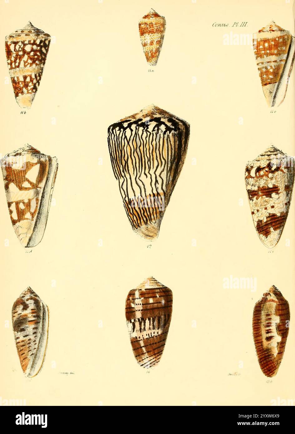 Conchologia Iconica, or Illustrations of the Shells of Molluscous ...