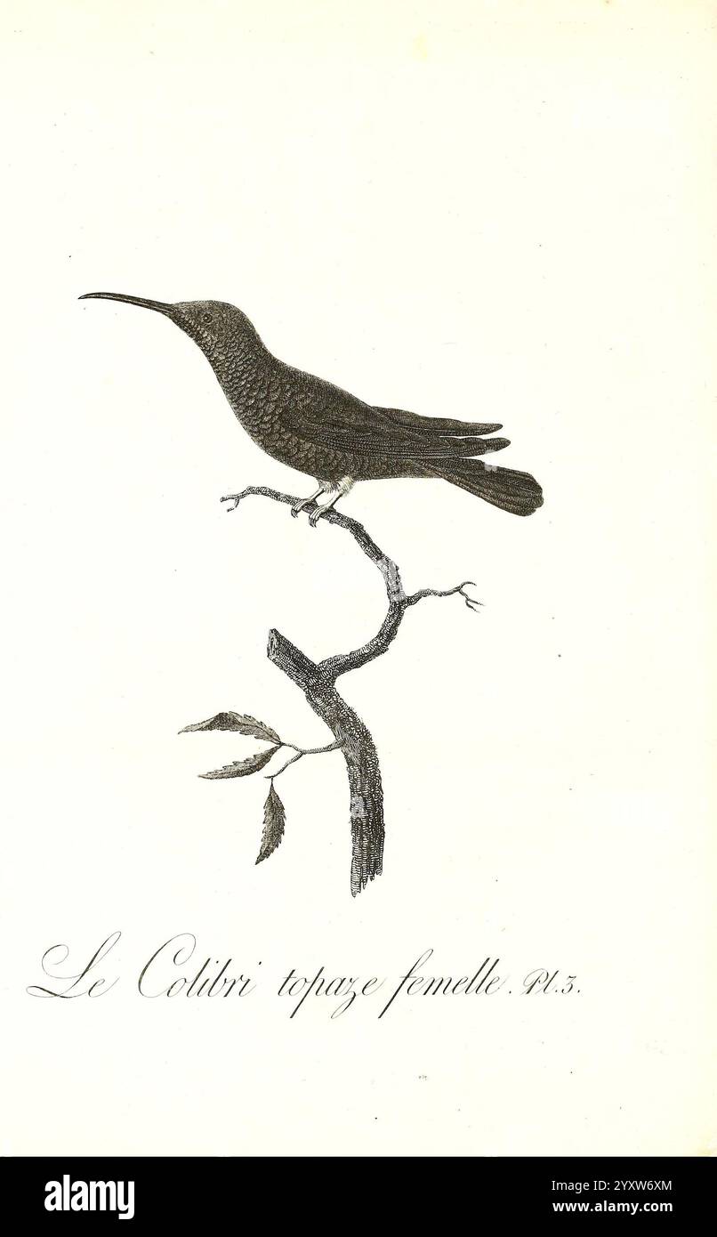 Le colibri topaze e femelle hi-res stock photography and images - Alamy