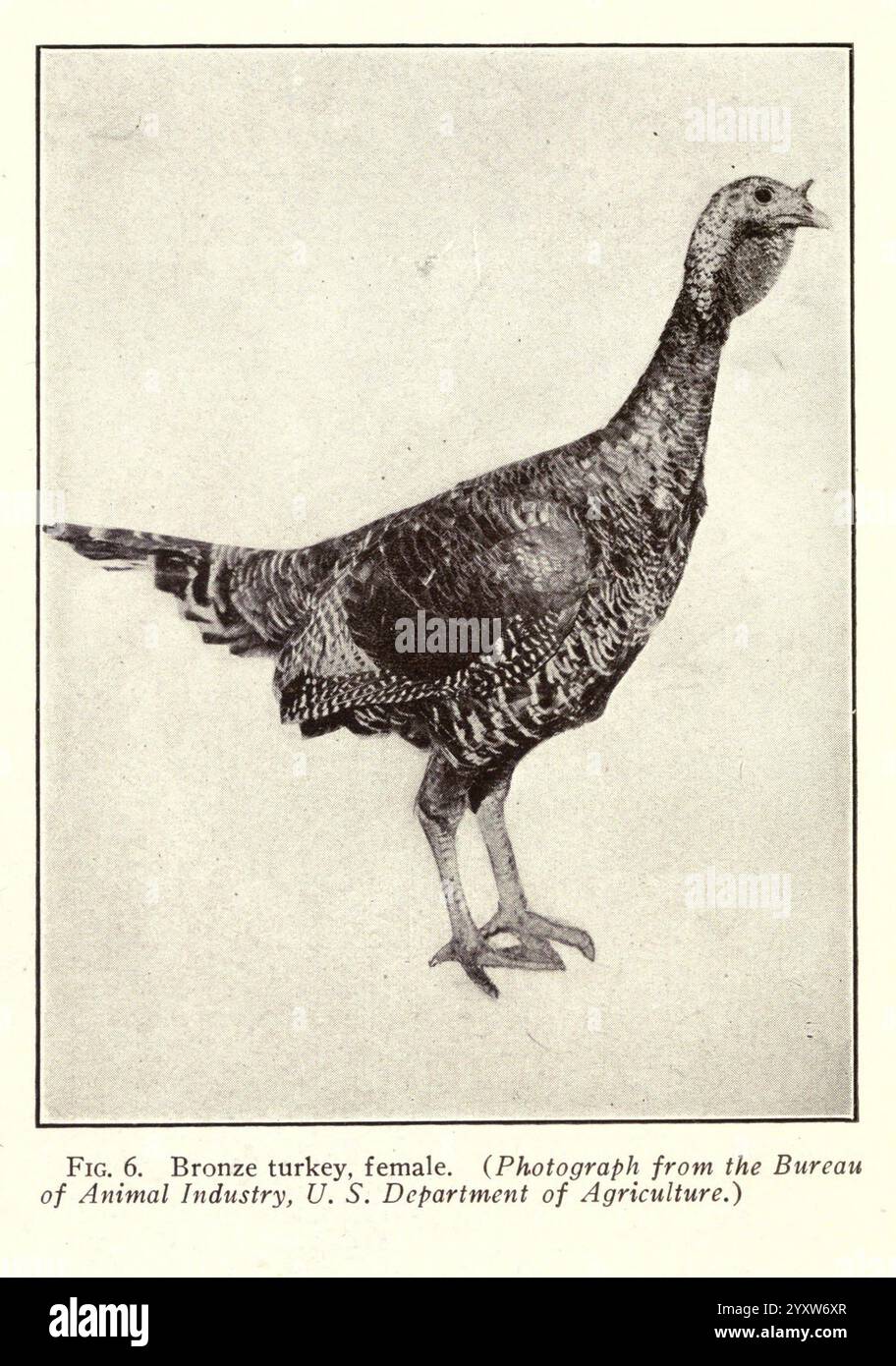 Turkeys prominent features hi-res stock photography and images - Alamy