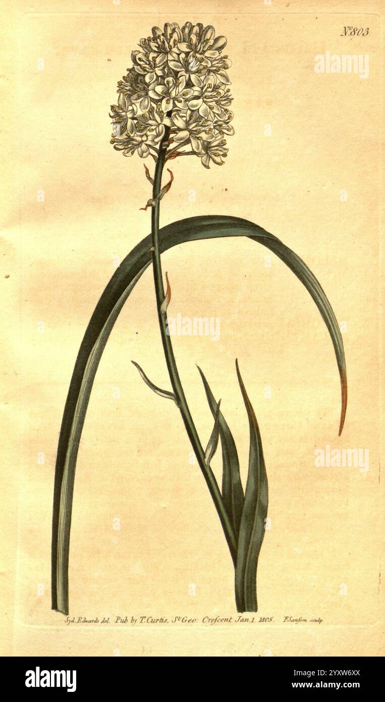 Curtis's Botanical Magazine, London, New York, botany, periodicals ...