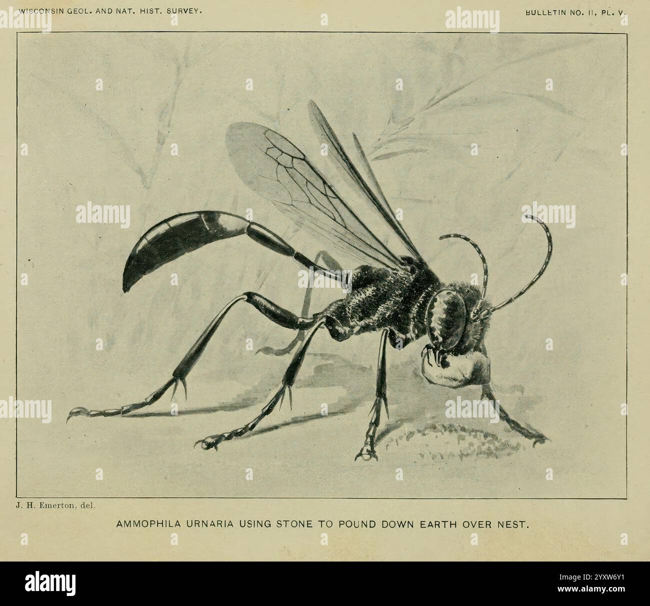 Intricacies of wasp anatomy hi-res stock photography and images - Alamy
