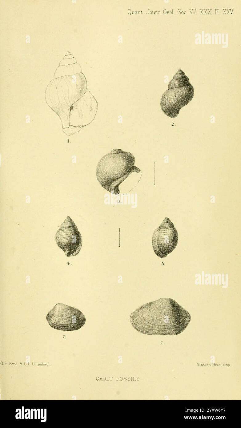 Numbered shell hi-res stock photography and images - Alamy