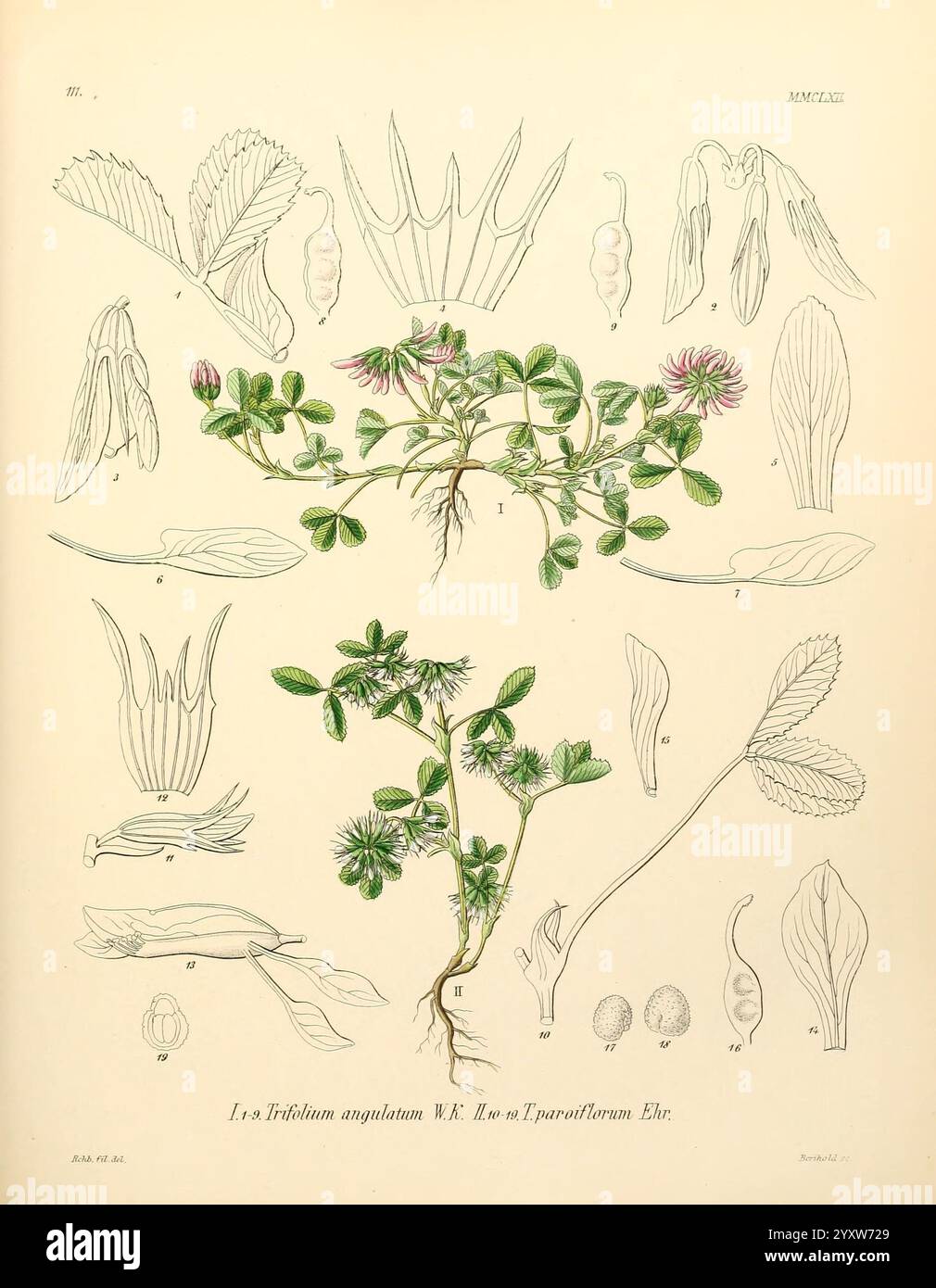 Angular clover hi-res stock photography and images - Alamy