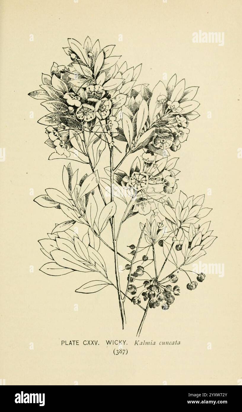 Southern, wild, flowers, and, trees, New York, Stokes, 1901, botany ...