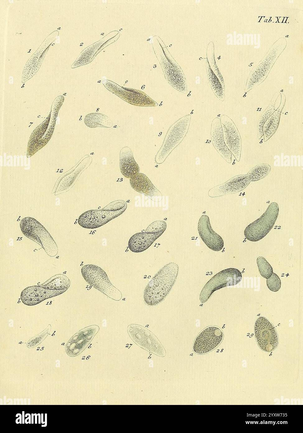 Animalcula, infusoria fluviatilia, et marina, Hauniae, Typis Nicolai ...