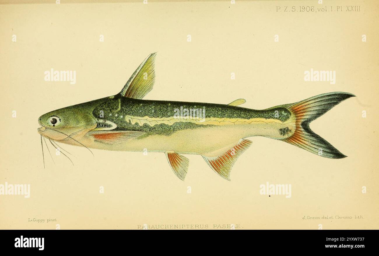 Proceedings of the Zoological Society of London, London, Academic Press ...