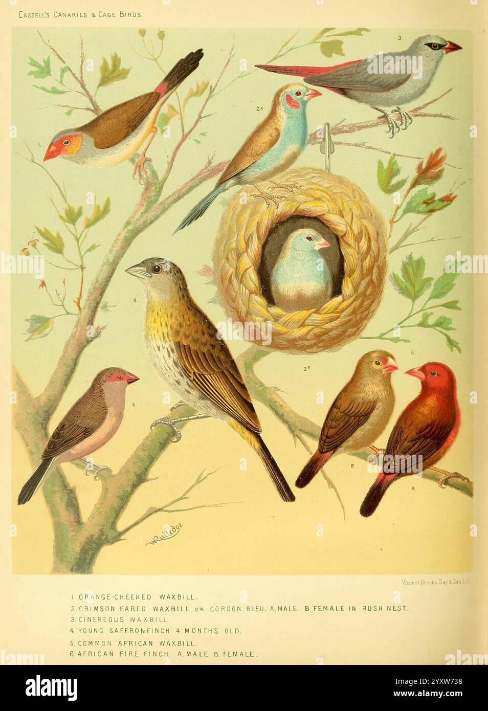 The Illustrated Book of Canaries and Cage-Birds, British and Foreign ...