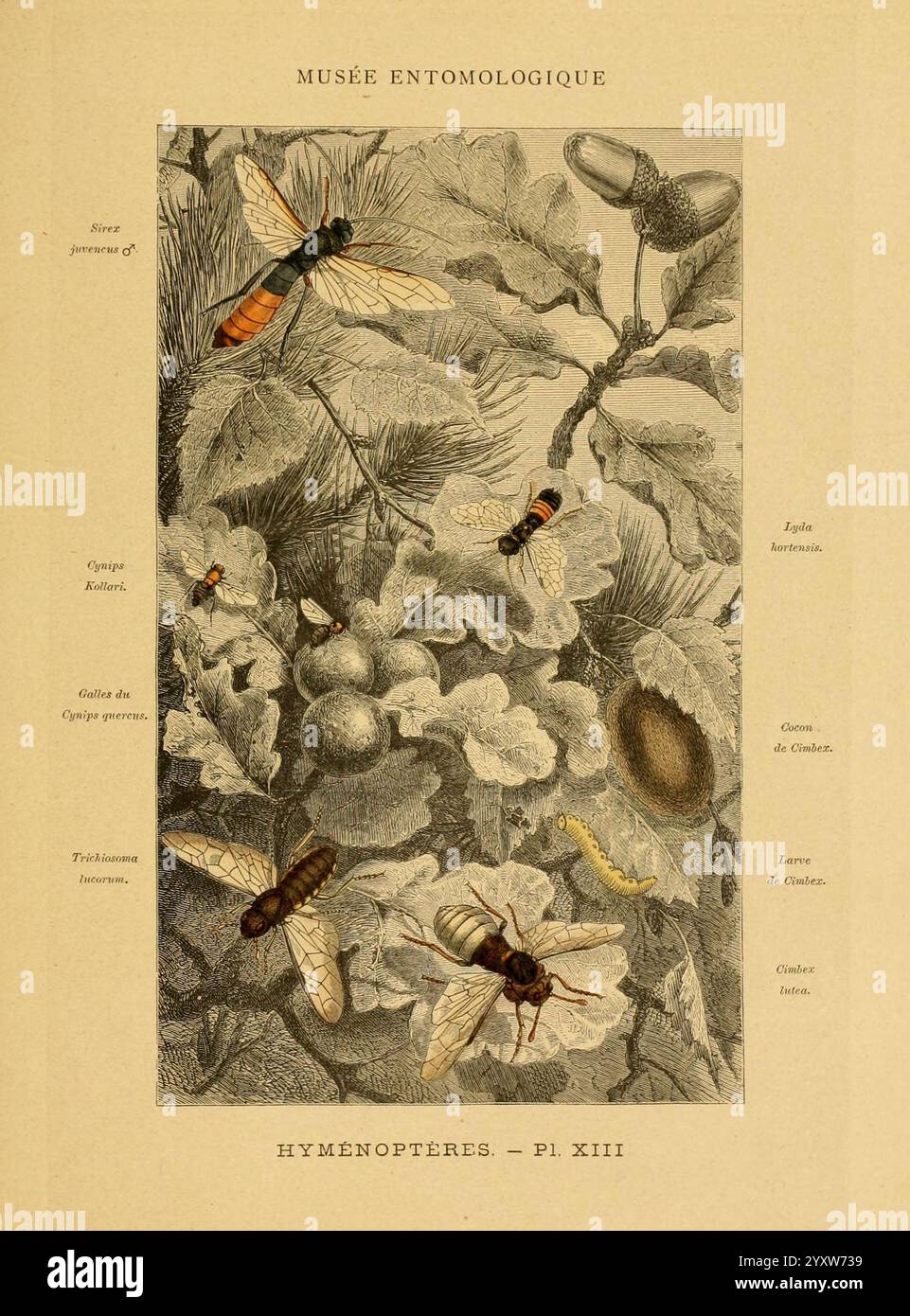 Artwork features multiple insects hi-res stock photography and images ...
