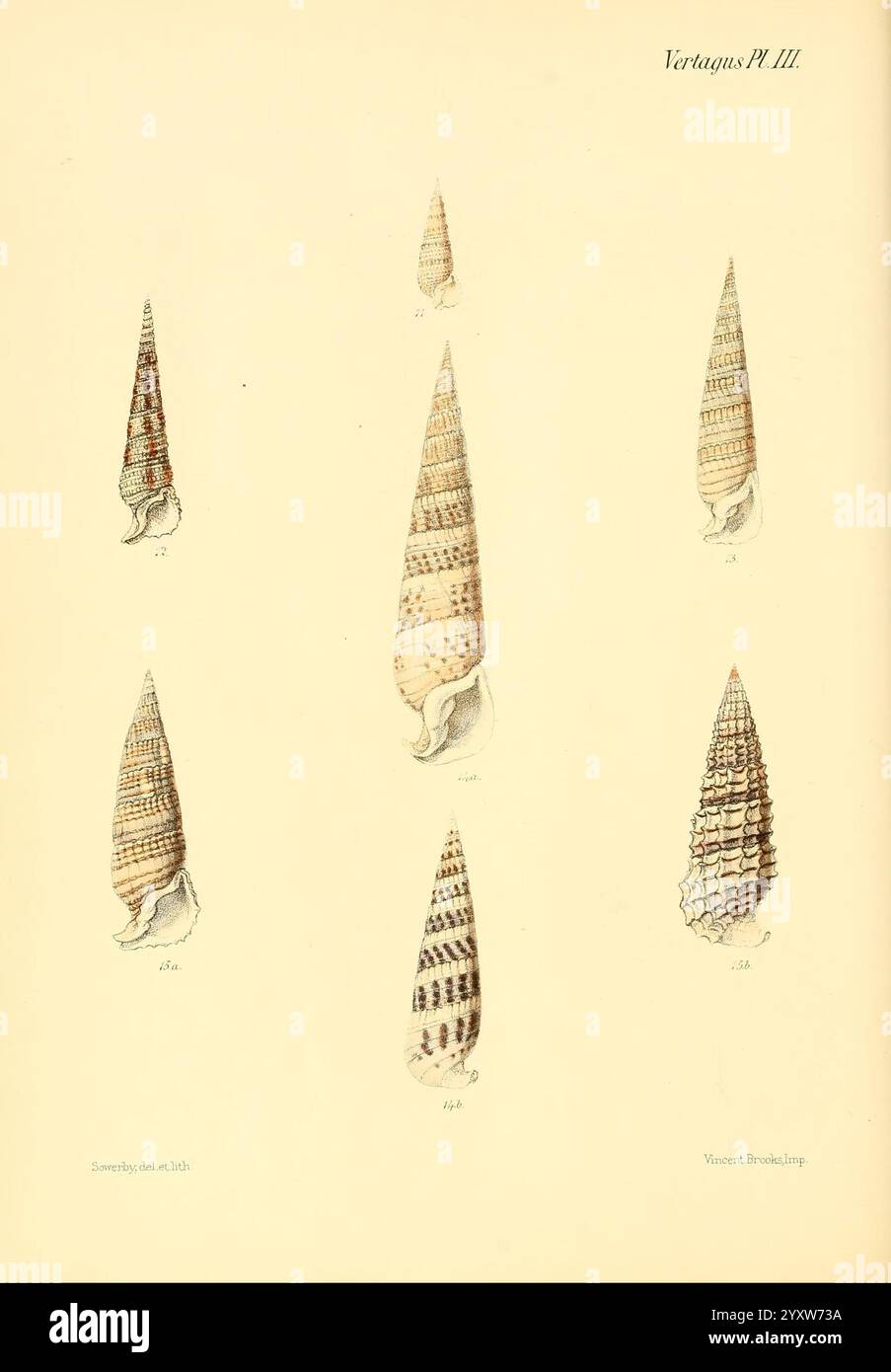 Diverse shell shapes hi-res stock photography and images - Alamy