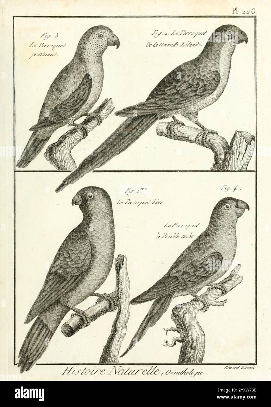 Profile view emphasizing hi-res stock photography and images - Alamy