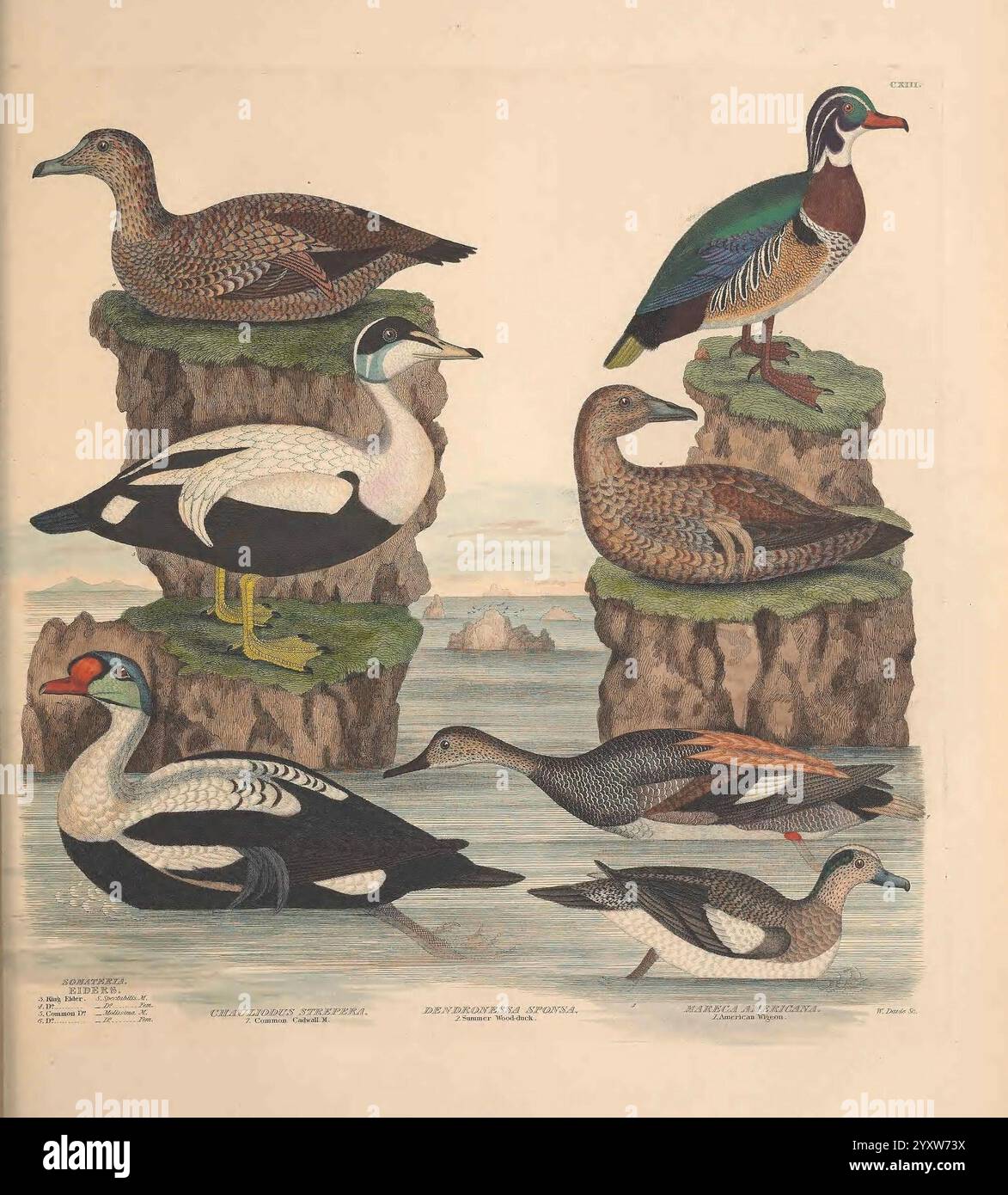 Illustrations of the American ornithology of Alexander Wilson and ...