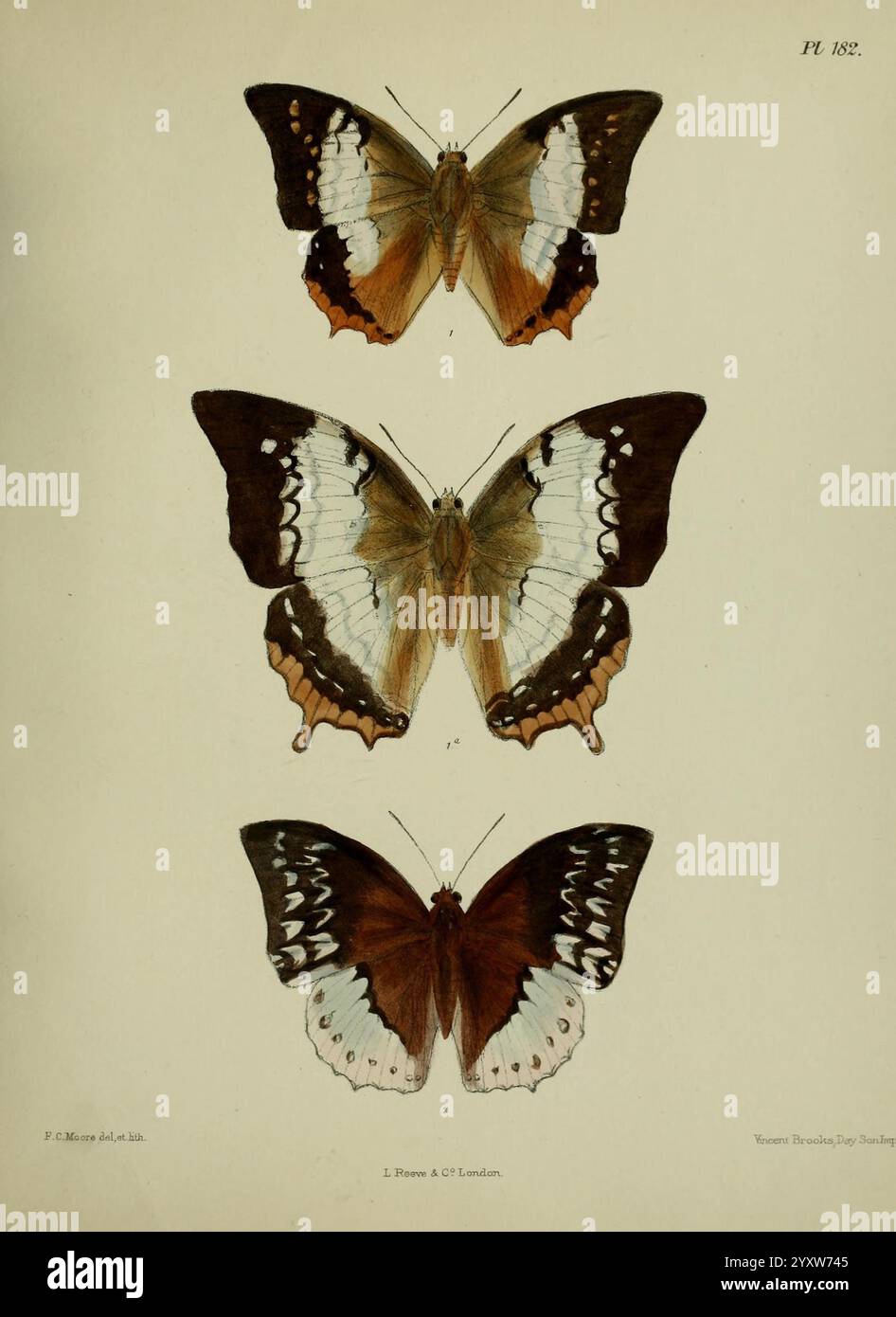 Symmetrical design features bold black hi-res stock photography and ...