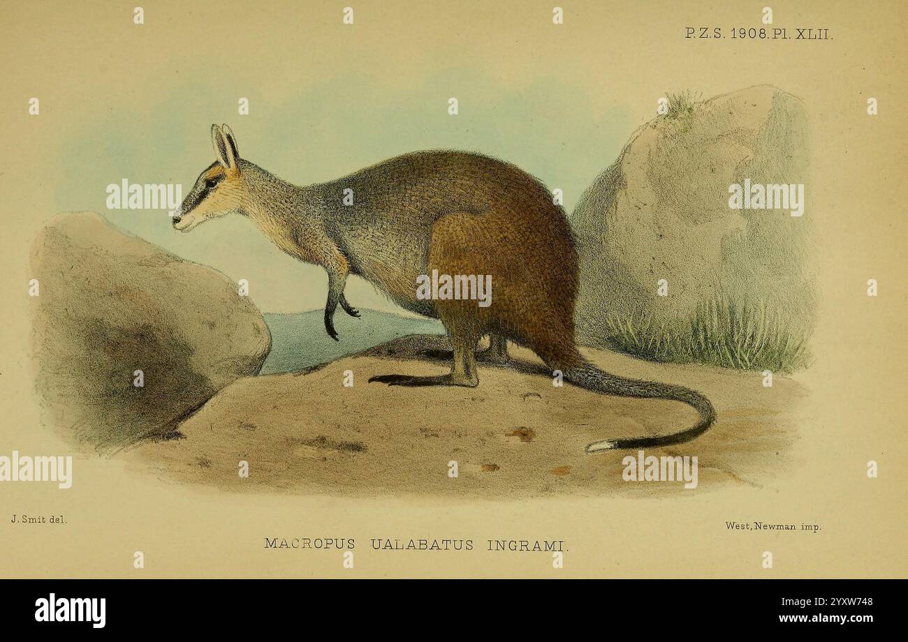 Kangaroos form hi-res stock photography and images - Alamy