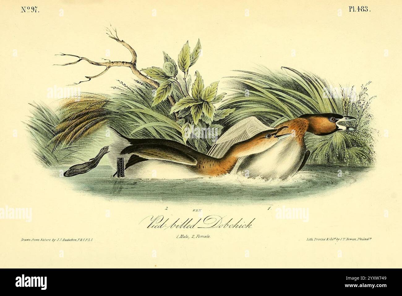 The birds of America, New York, J.B. Chevalier, 1840-1844, birds, North ...