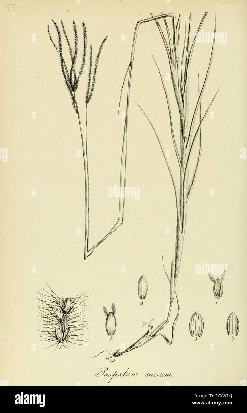Species Graminum, Petropoli, Impensis Academiae Imperialis Scientiarum ...