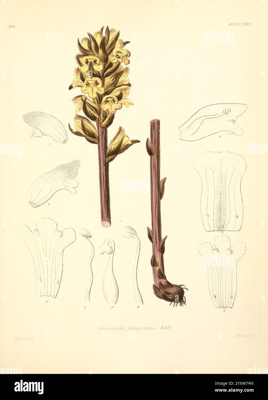 Orthosiphon padanogynus plant hi-res stock photography and images - Alamy