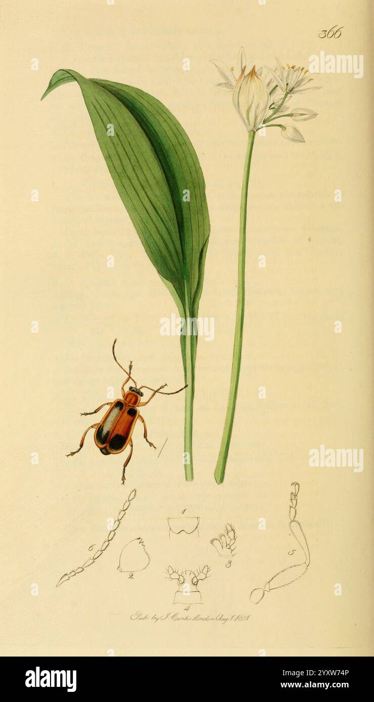 British entomology, v.2, London, Printed for the author 1823-40, botany ...