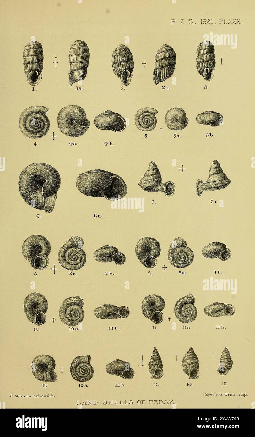 Various land shells hi-res stock photography and images - Alamy