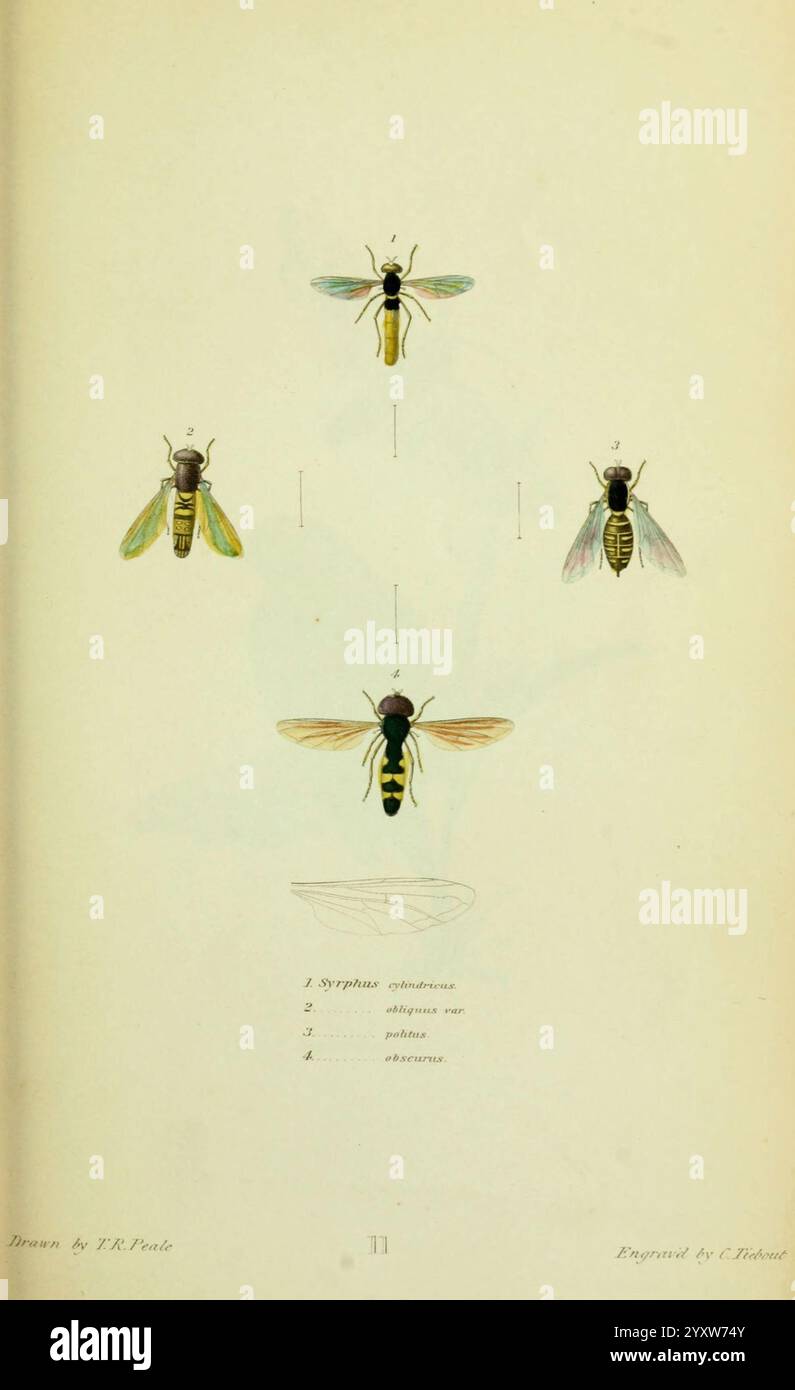 Four distinct bees hi-res stock photography and images - Alamy