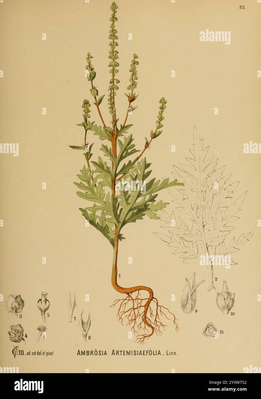 American, Medicinal, Plants, New York, Boericke & Tafel, c1887, Botany ...