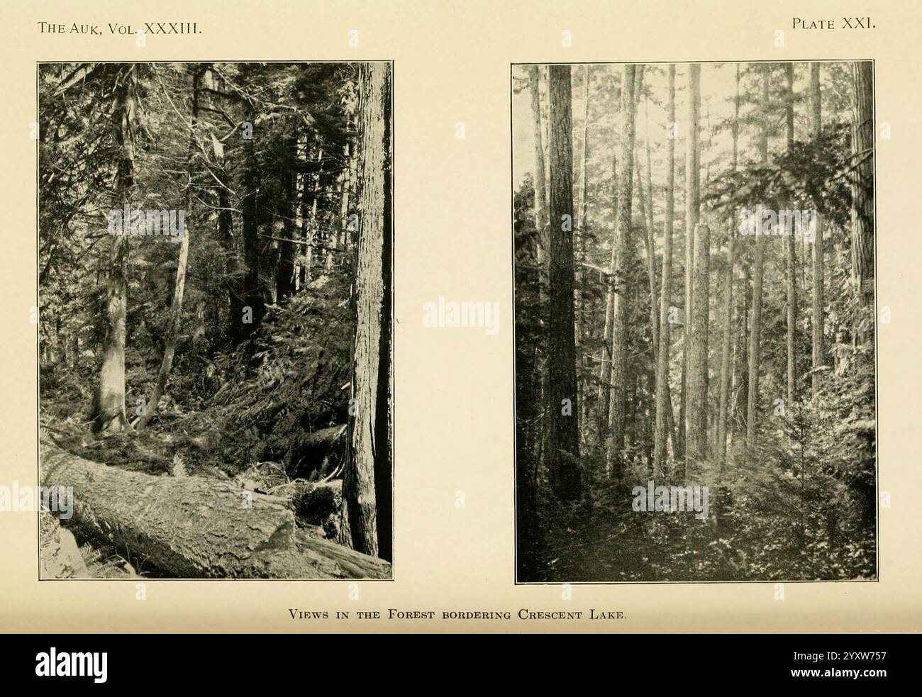 Straight pathway flanked hi-res stock photography and images - Alamy