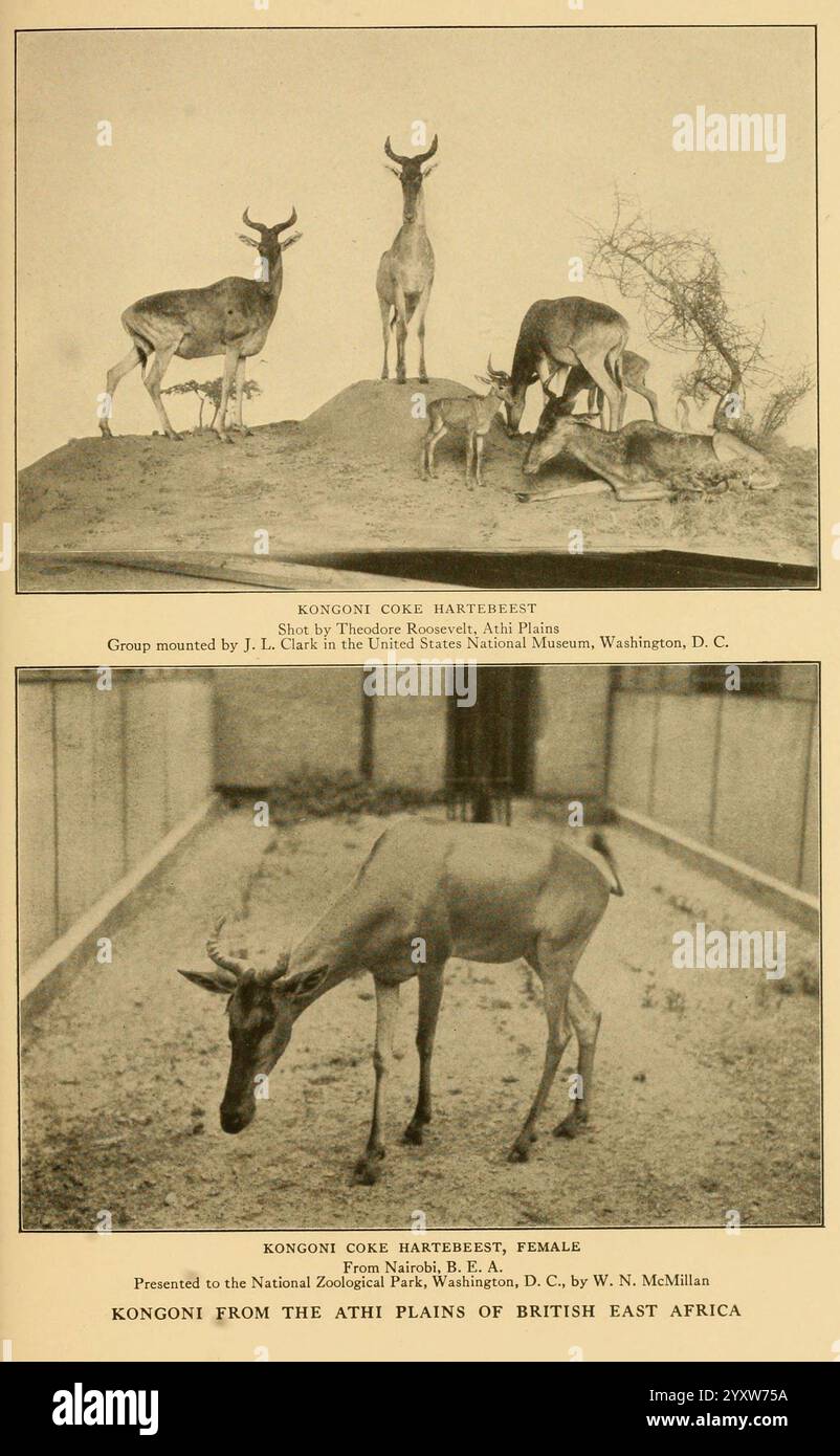 Characteristic antler structure hi-res stock photography and images - Alamy