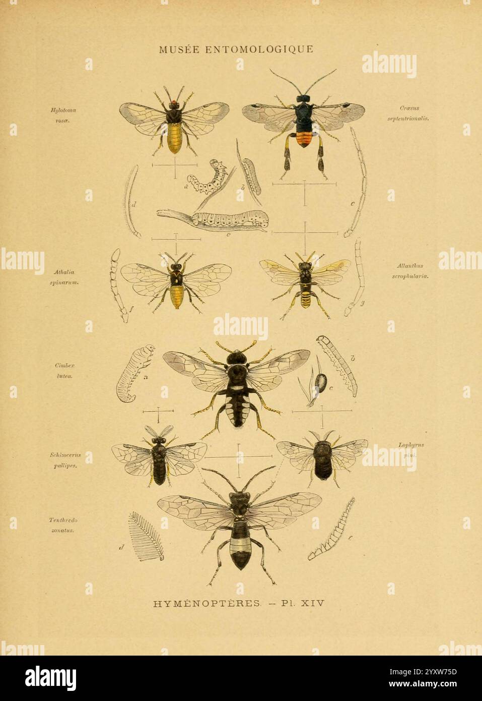 Les insectes Paris J. Rothschild 1878 classification entomology insects ...