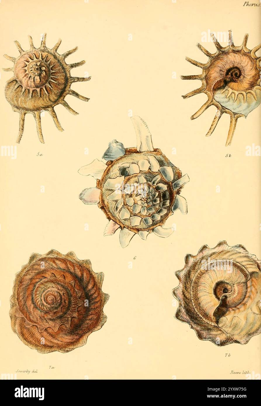 Conchologia iconica, or Illustrations of the shells of molluscous ...