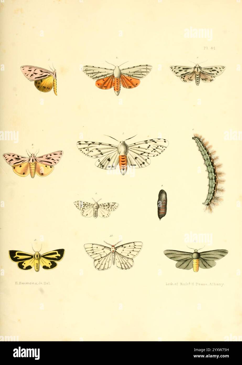 Bottom row presents additional moth species hi-res stock photography ...