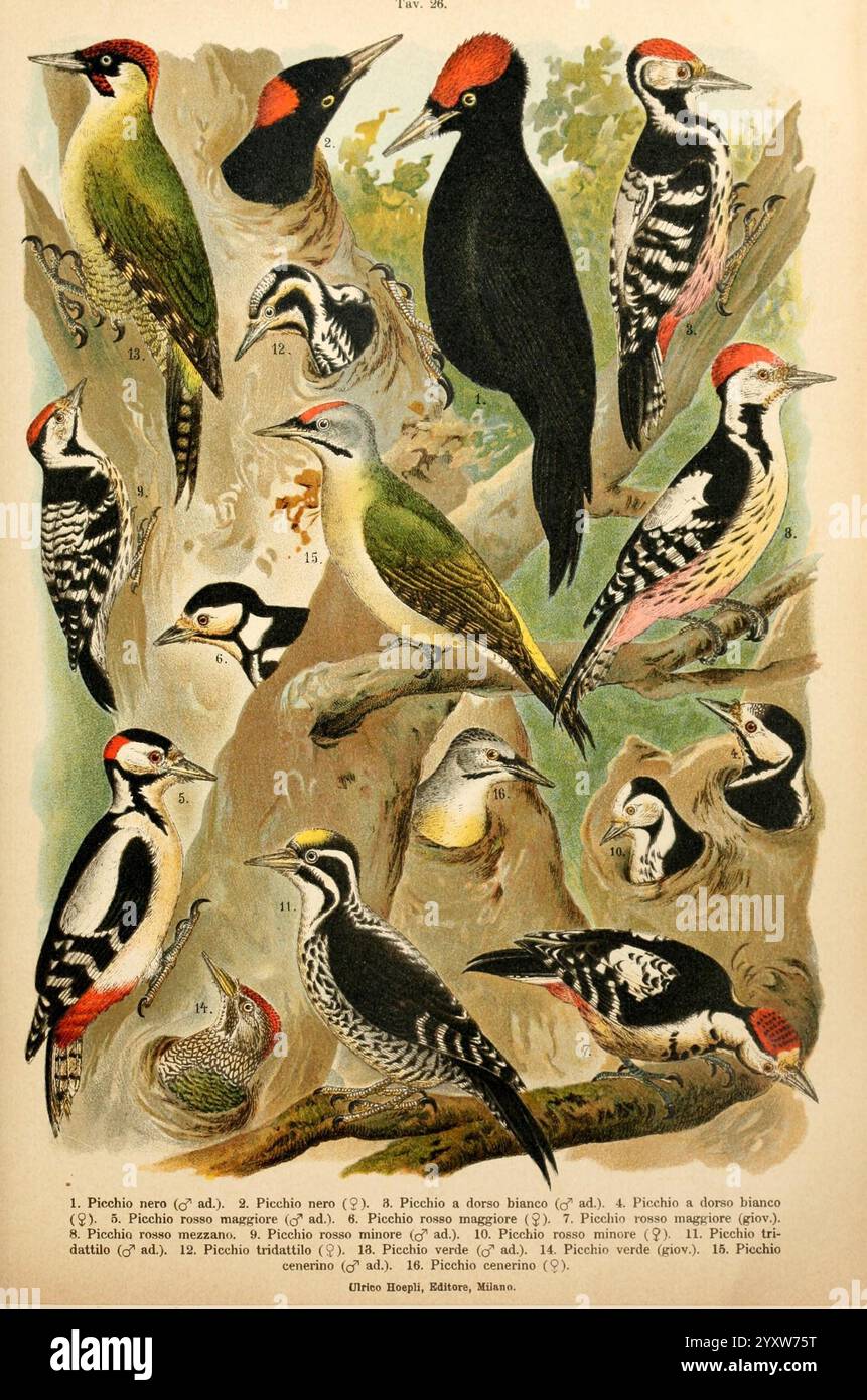 Various woodpecker species hi-res stock photography and images - Alamy