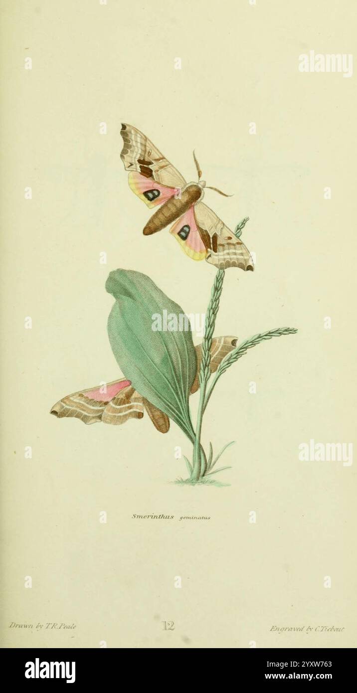 American, entomology Boston, Estes & Lauriat, [1859?], insects, North ...