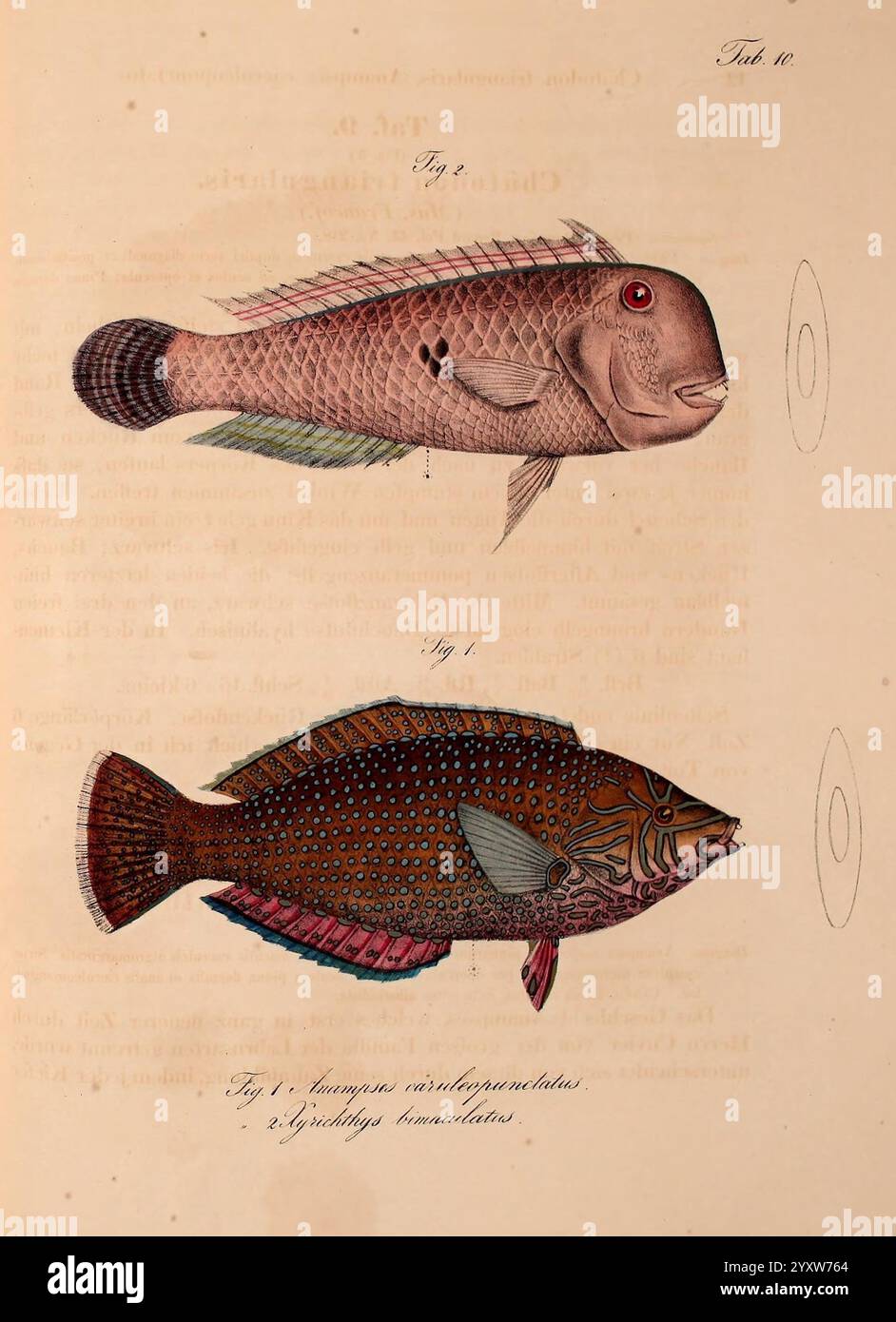 Artwork features two distinct fish species elegantly illustrated hi-res ...