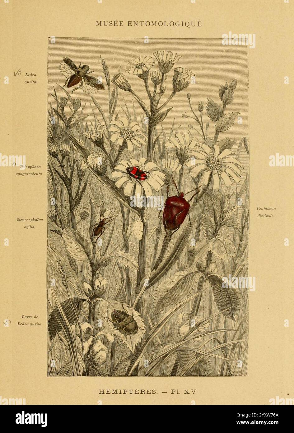 Insects prominently displayed hi-res stock photography and images - Alamy