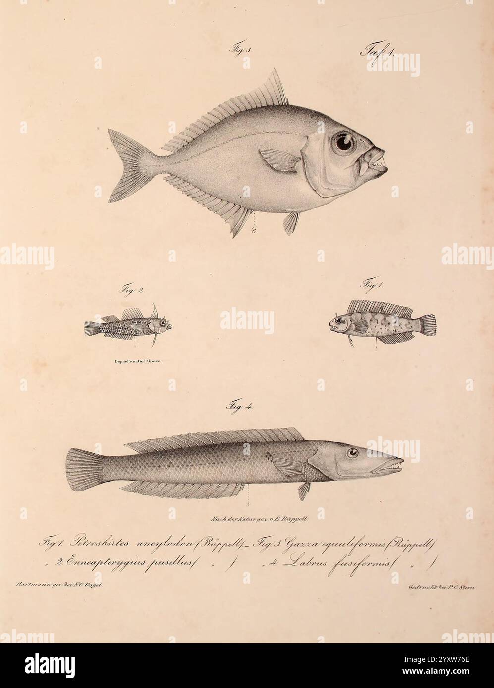 Streamlined fish exhibits hi-res stock photography and images - Alamy