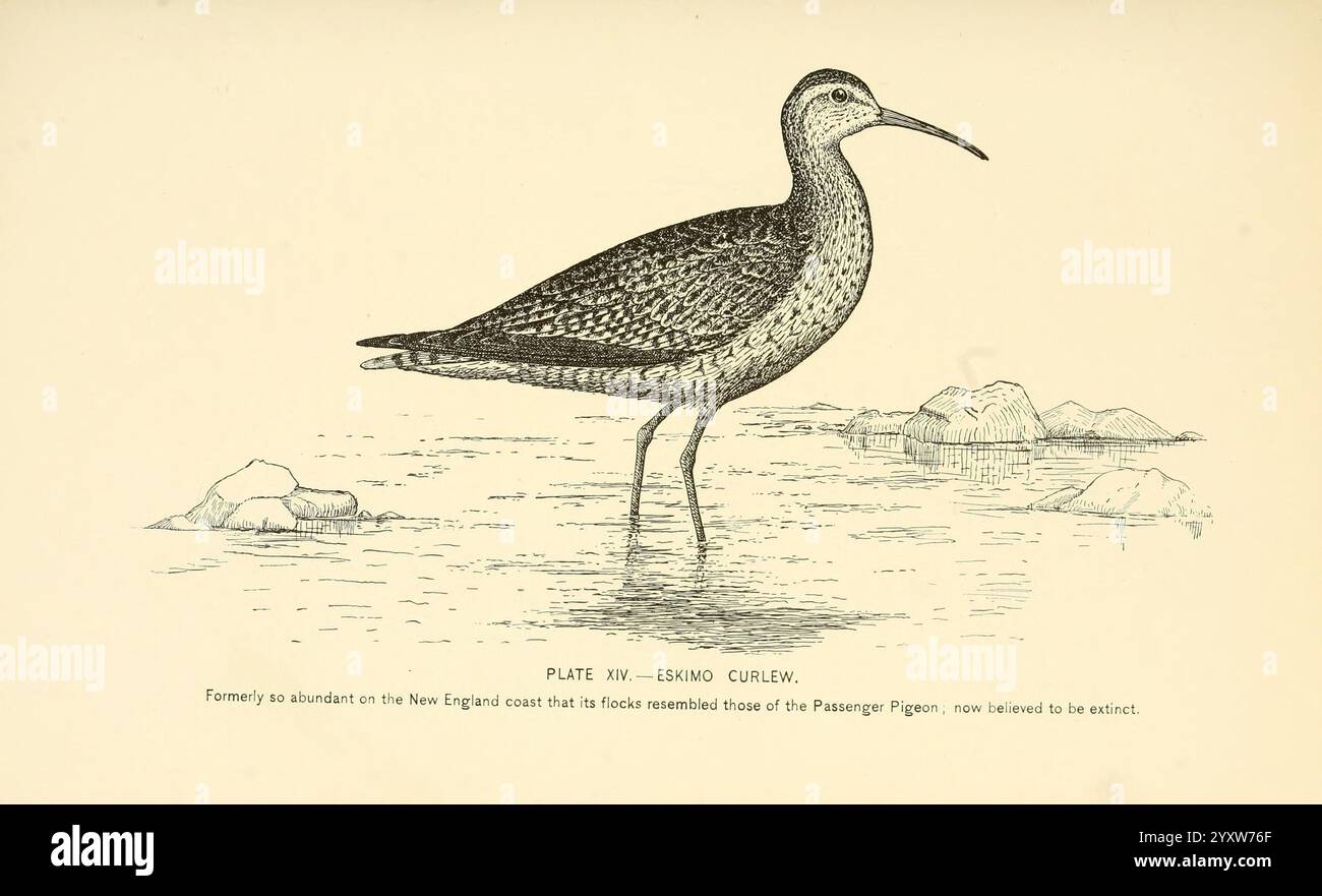 Long legs stands gracefully hi-res stock photography and images - Alamy