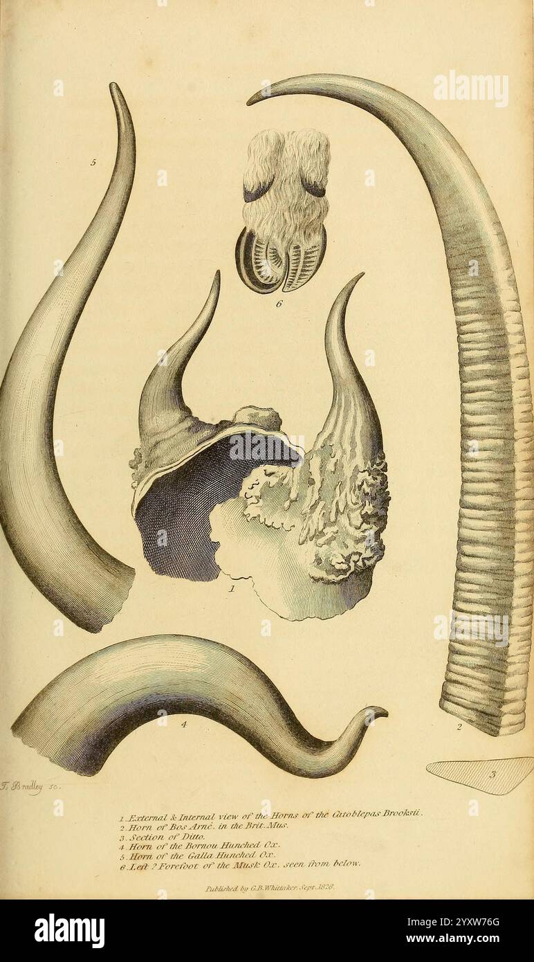 The animal kingdom, London, Printed for G.B. Whittaker, 1827-1835 ...