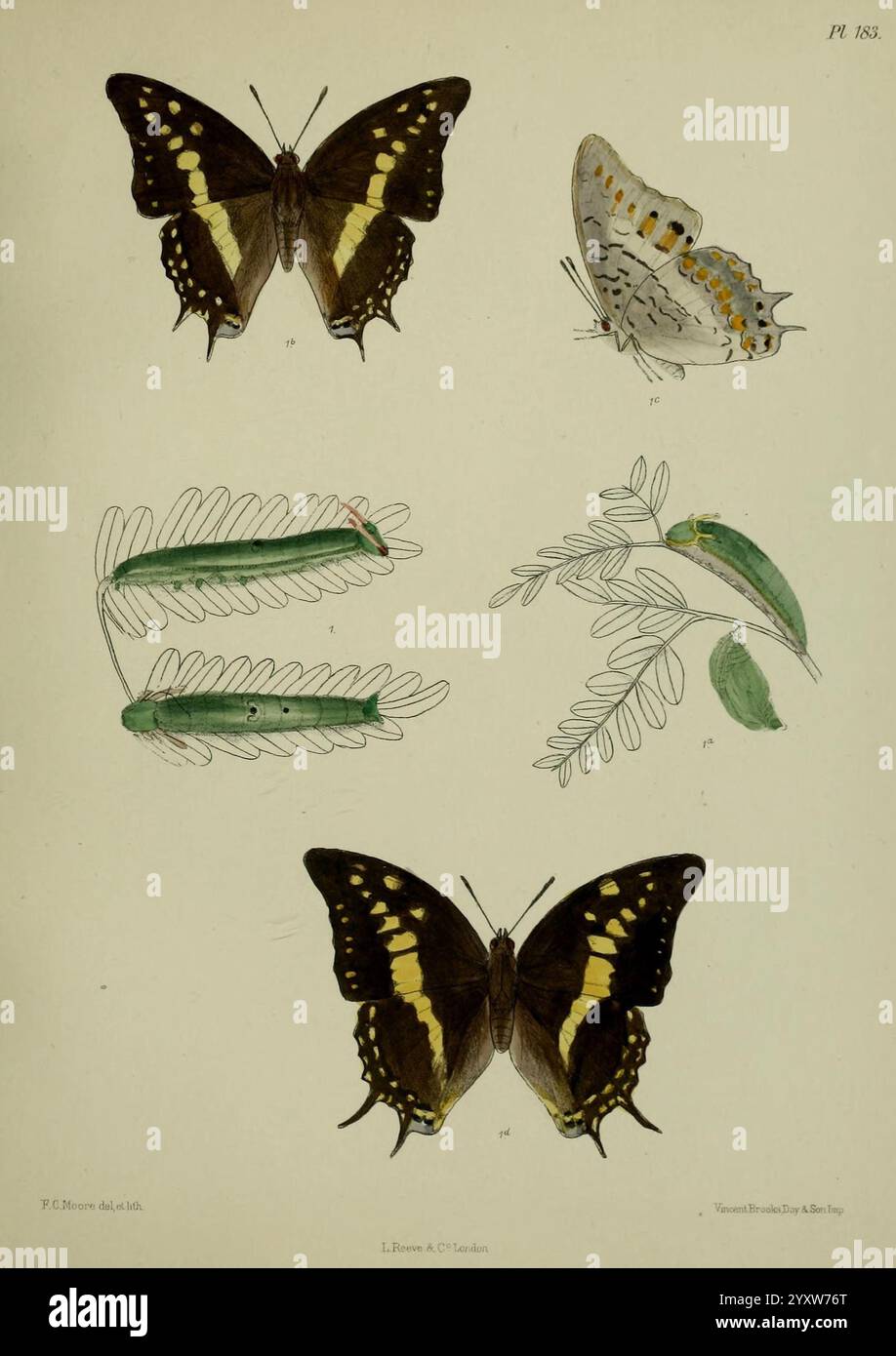 Display intricate wing patterns hi-res stock photography and images - Alamy