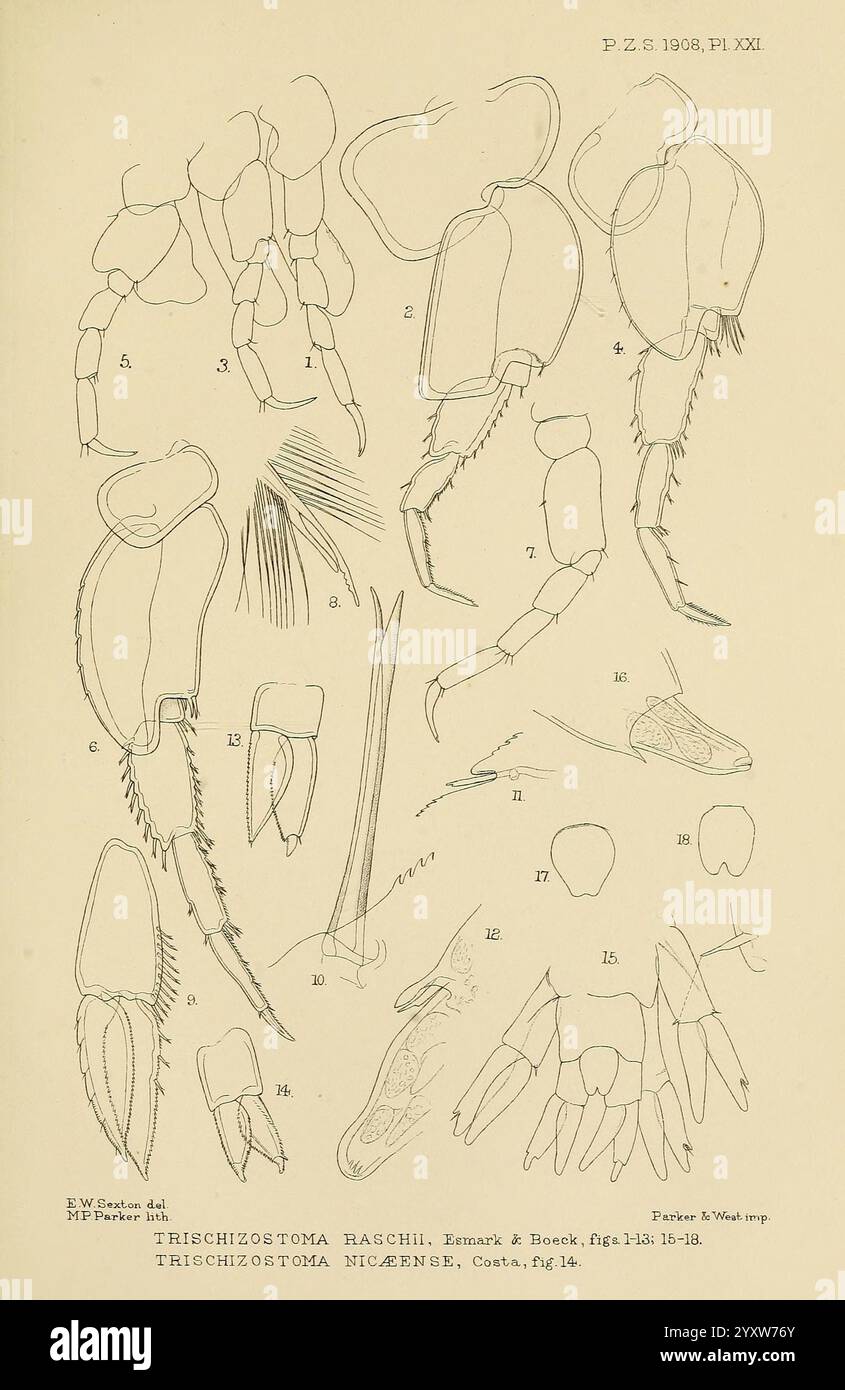 Labeled figure represents hi-res stock photography and images - Alamy