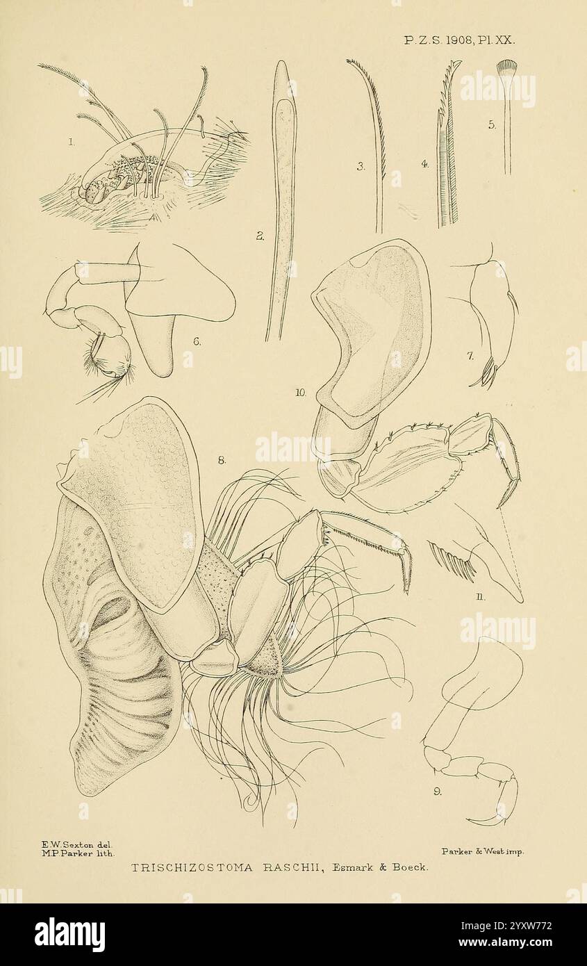 External morphology hi-res stock photography and images - Alamy