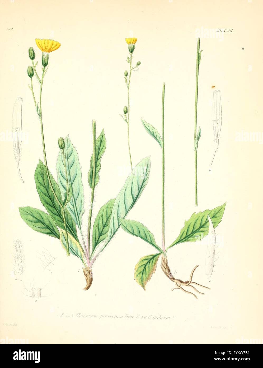 Slender leaf structures hi-res stock photography and images - Alamy