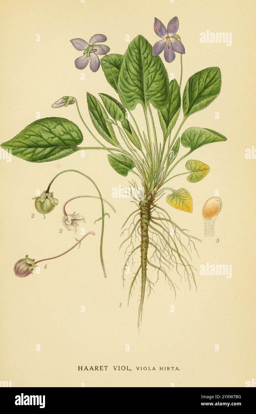 Feature distinct five petal structures hi-res stock photography and ...