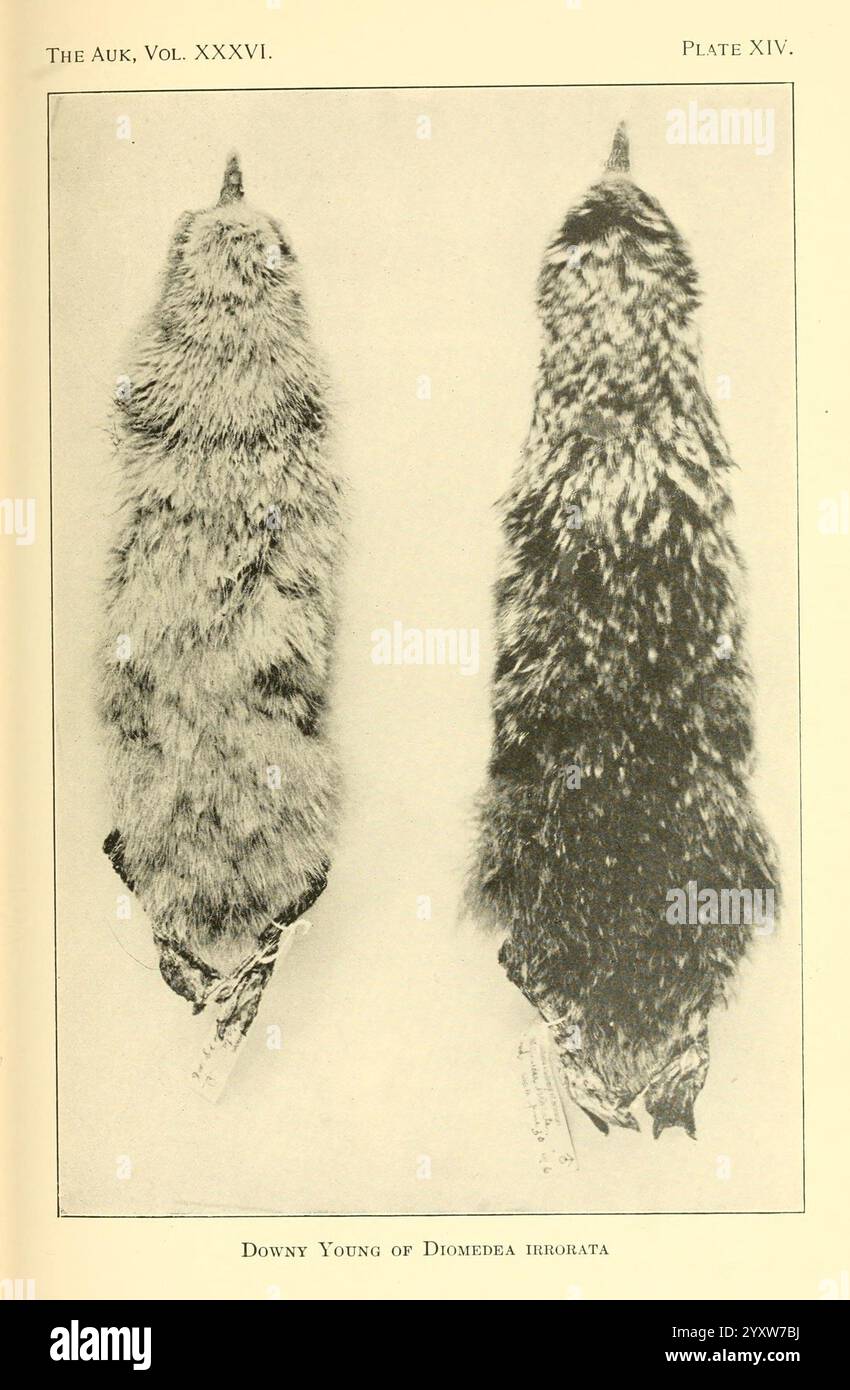 Two taxidermy specimens hi-res stock photography and images - Alamy