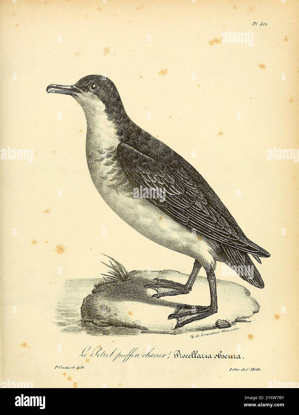 Classification within avian taxonomy hi-res stock photography and images - Alamy