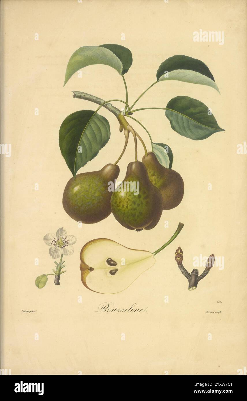 Pears depicted hi-res stock photography and images - Alamy