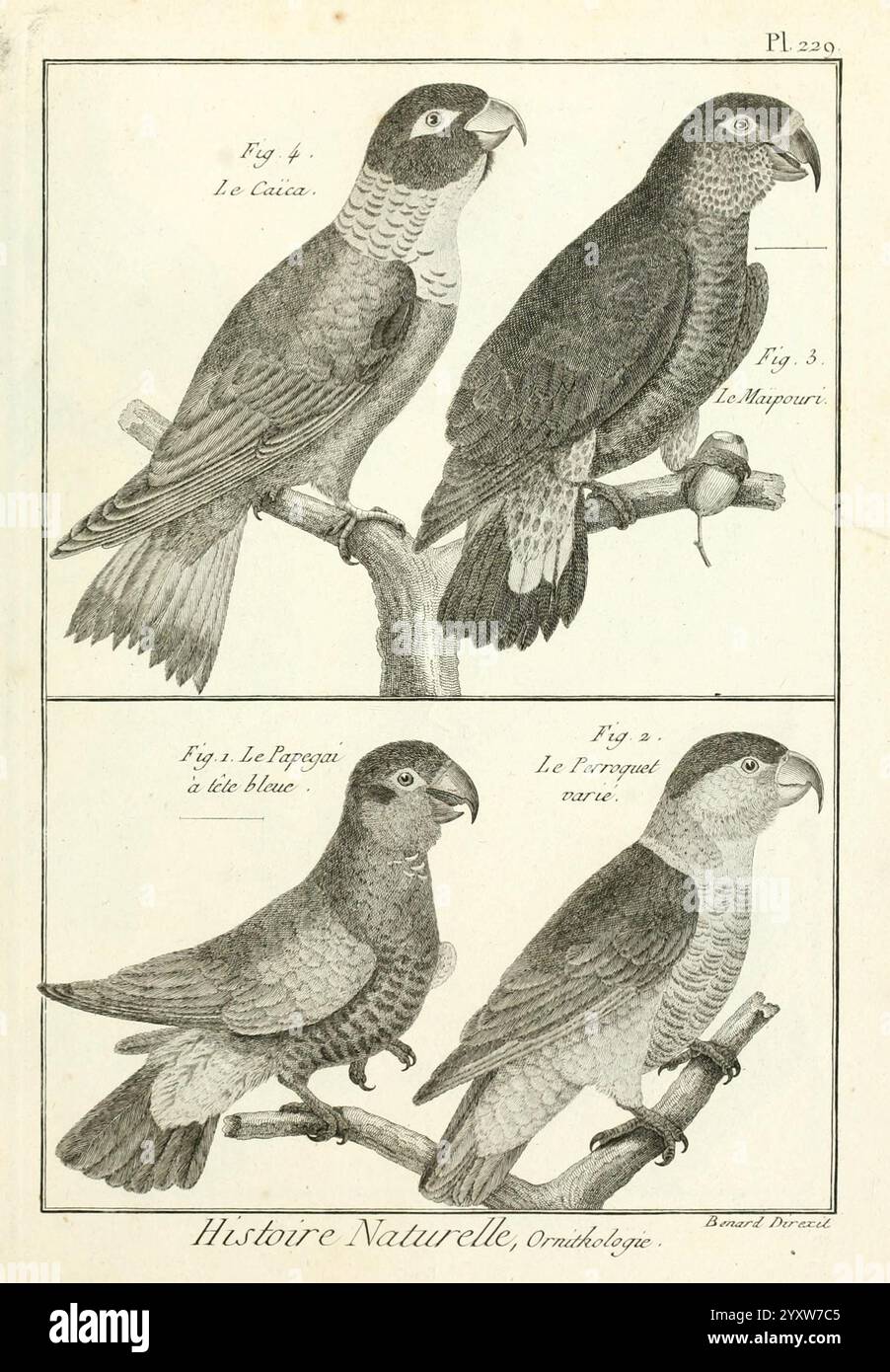 Four distinct parrot species depicted hi-res stock photography and ...